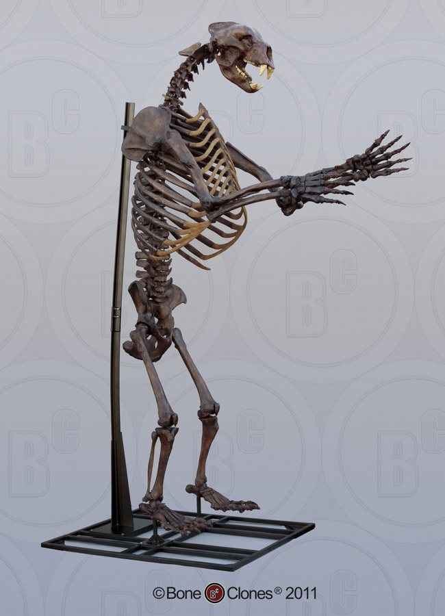 Short faced Bear Articulated Upright Skeleton Bone Clones Inc short-faced-bear-articulated-upright-skeleton-bone-clones-inc