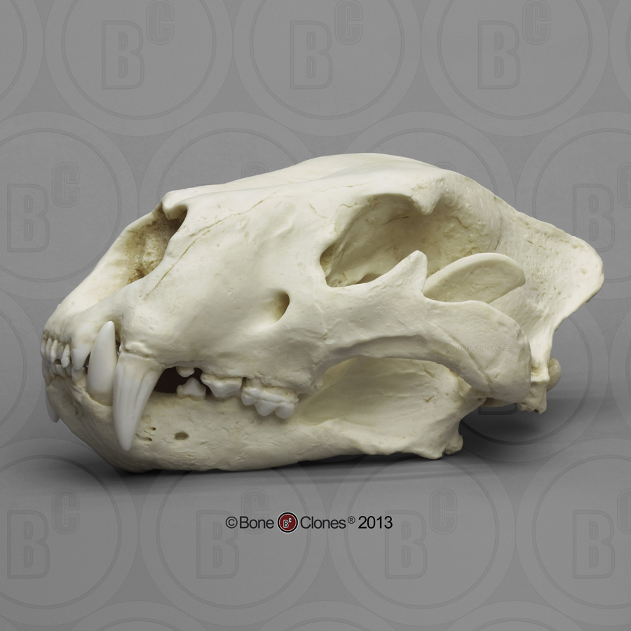 American Lion Skull Antique Finish - Bone Clones, Inc. - Osteological ...