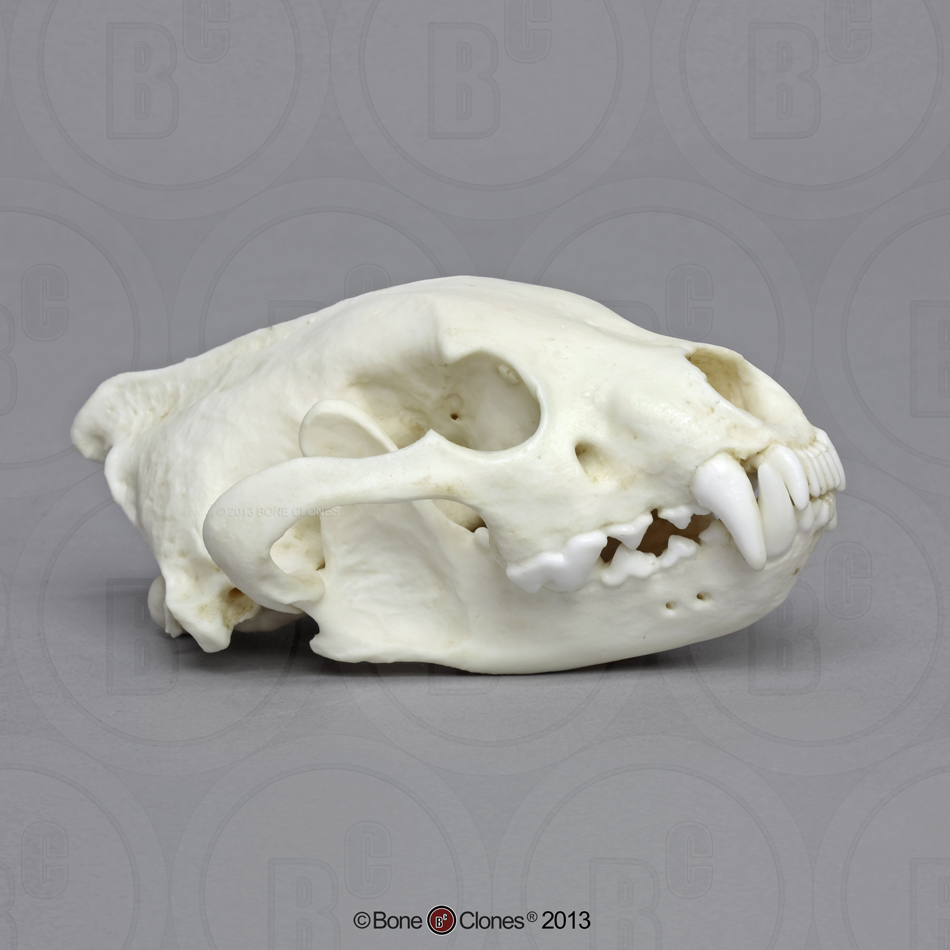 Wolverine Skull - Bone Clones, Inc. - Osteological Reproductions