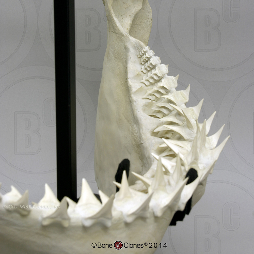 Great White Shark Jaw - Bone Clones, Inc. - Osteological Reproductions
