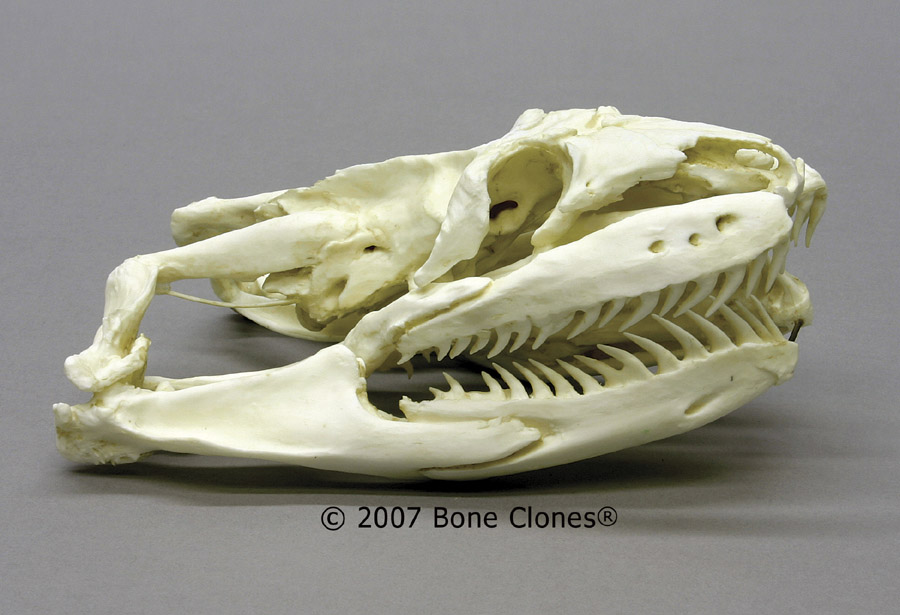 Reticulated Python vs. Green Anaconda | Animalia Enthusiasts