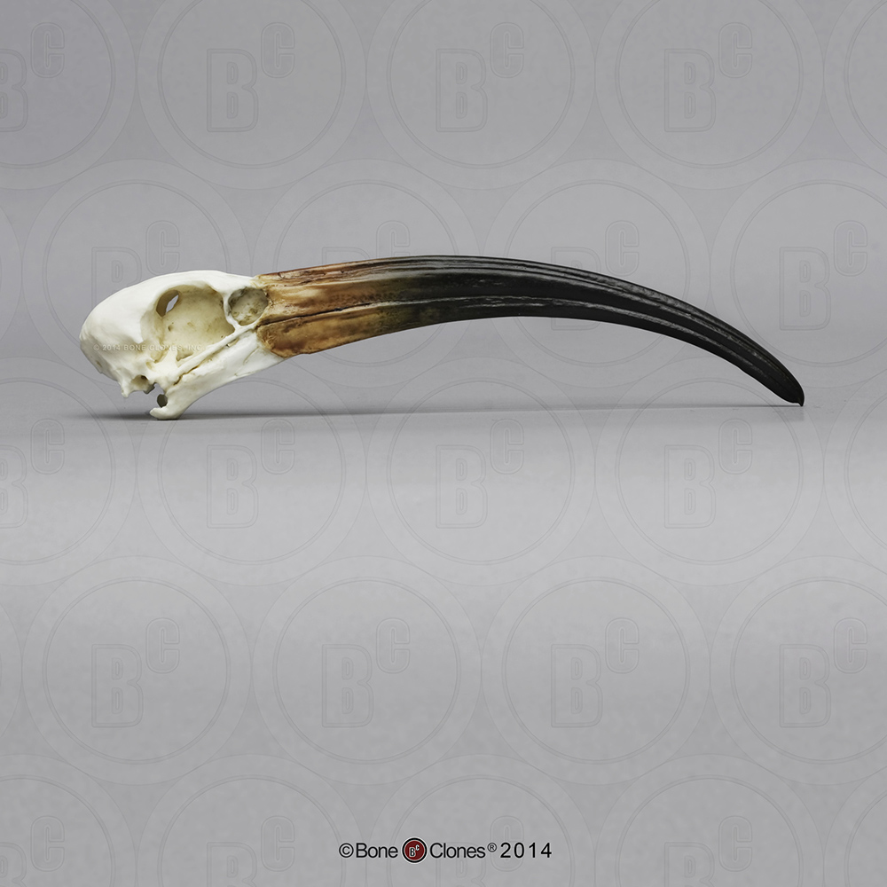 Sacred Ibis Skull - Bone Clones, Inc. - Osteological Reproductions
