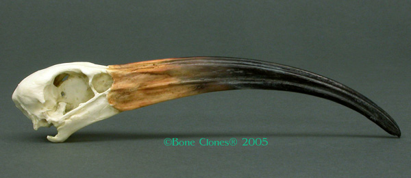 Sacred Ibis Skull - Bone Clones, Inc. - Osteological Reproductions