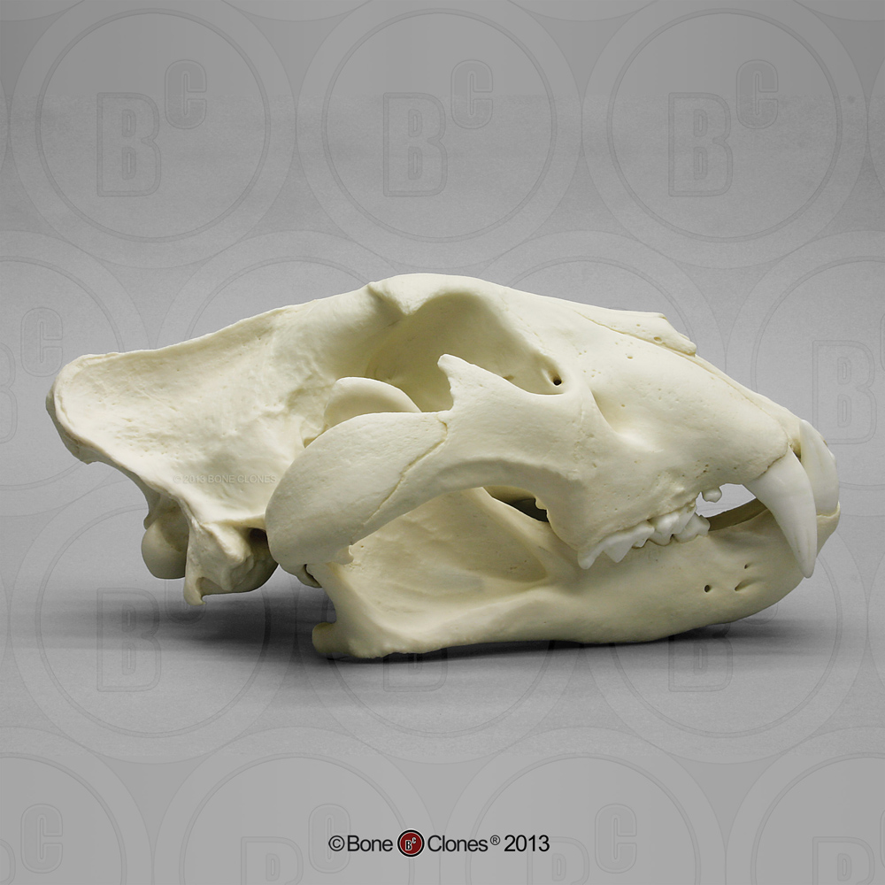Extra Large African Lion Skull, Male - Bone Clones, Inc. - Osteological ...
