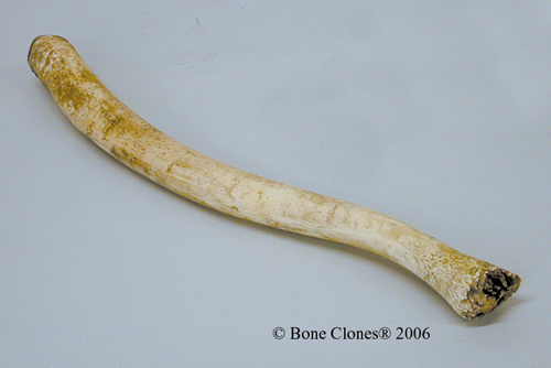 bacula - JungleKey.fr Image