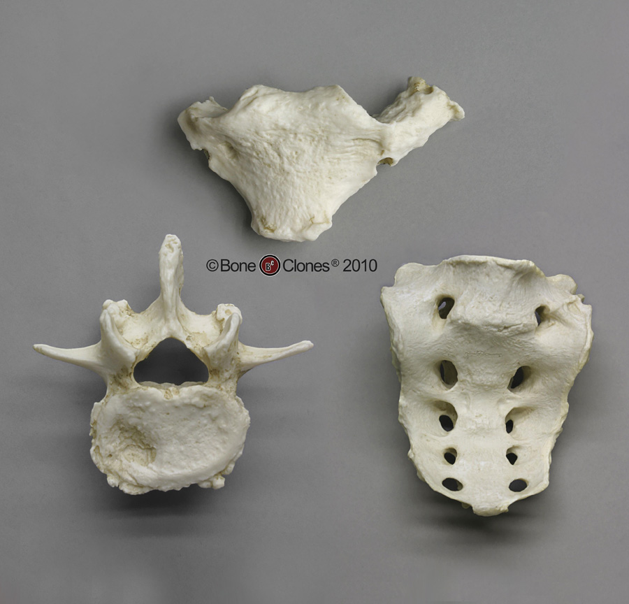 manubrium - JungleKey.fr Image #50