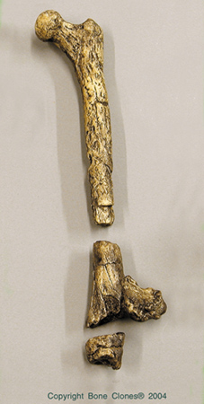Australopithecus afarensis, "Lucy", Femur - Bone Clones, Inc ...