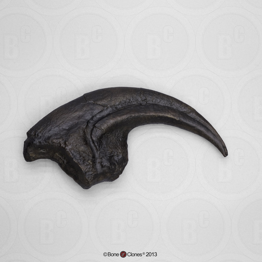 Allosaurus Claw - Bone Clones, Inc. - Osteological Reproductions