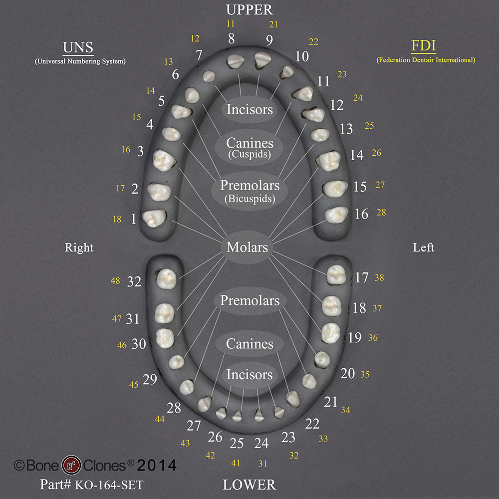 Set of 32 Human Adult Male Teeth on Base - Bone Clones, Inc ...