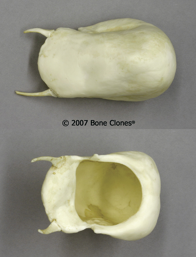 Howler Monkey Hyoid - Bone Clones, Inc. - Osteological Reproductions