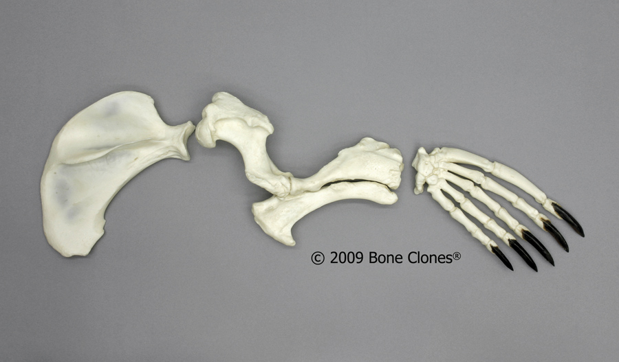 Seal Forelimb - Bone Clones, Inc. - Osteological Reproductions
