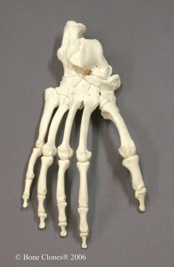 Chimpanzee Hand, Articulated Rigid - Bone Clones, Inc. - Osteological ...