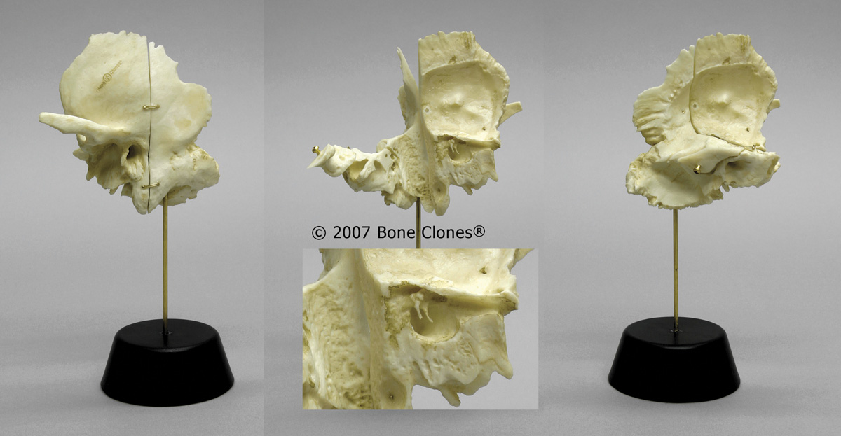 Hinged Human Temporal Bone - Bone Clones, Inc. - Osteological Reproductions