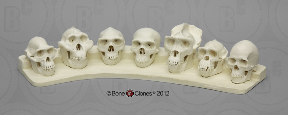 Set of 7 Primate Skulls, Half Scale - Bone Clones, Inc. - Osteological ...