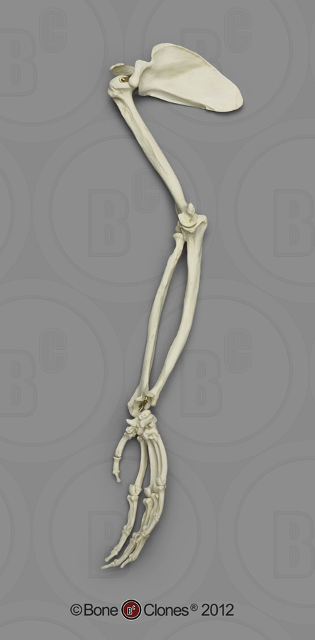 Stacy Brown Jr. has found some sort of primate arm in Florida. : r/bigfoot