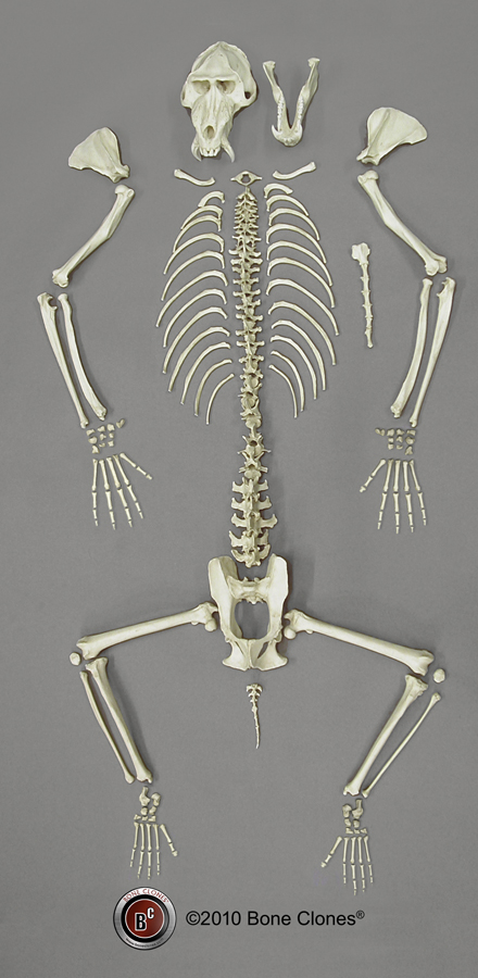 Mandrill Baboon Femur - Bone Clones, Inc. - Osteological Reproductions