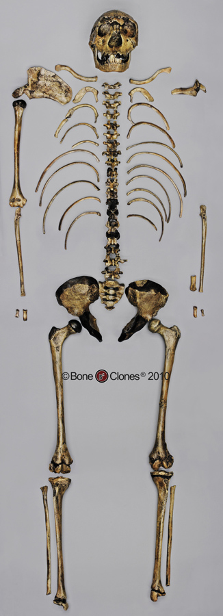 Articulated Homo ergaster Skeleton KNM-WT 15000 - Bone Clones, Inc ...
