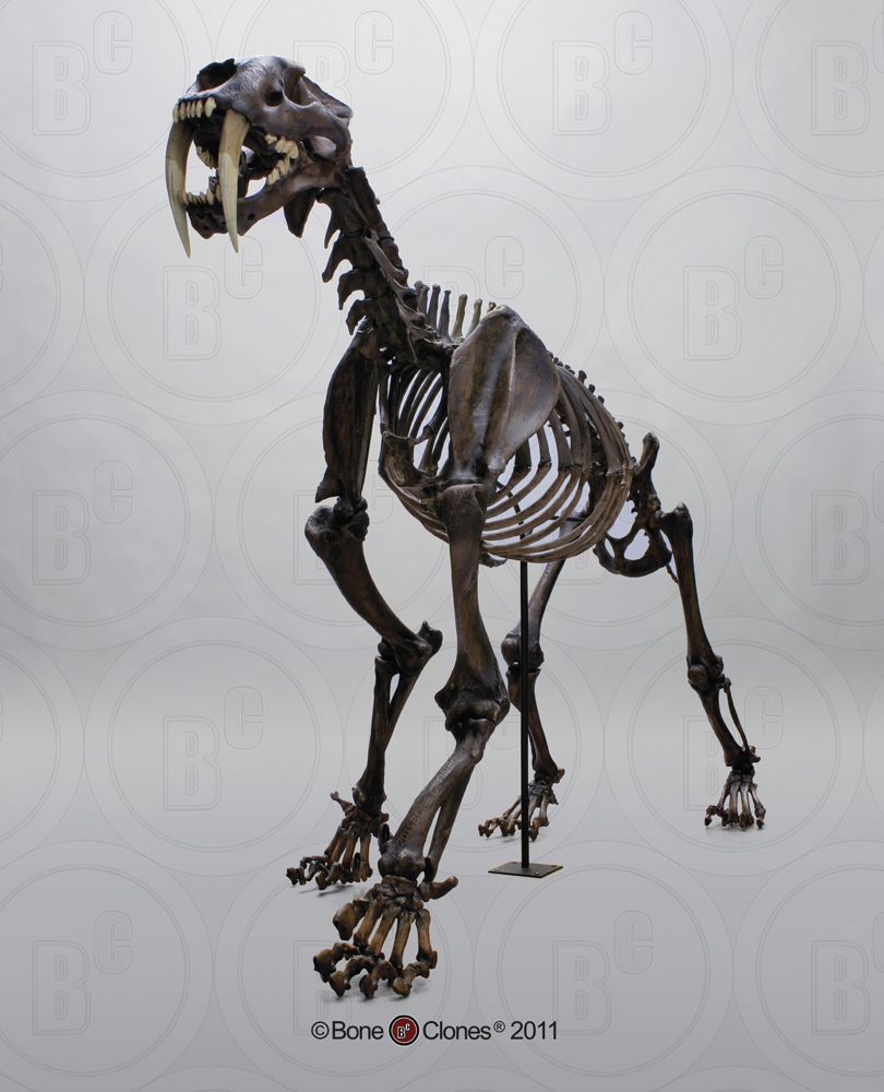 Sabertooth Cat Smilodon Articulated Skeleton, Tarpit - Bone Clones, Inc ...