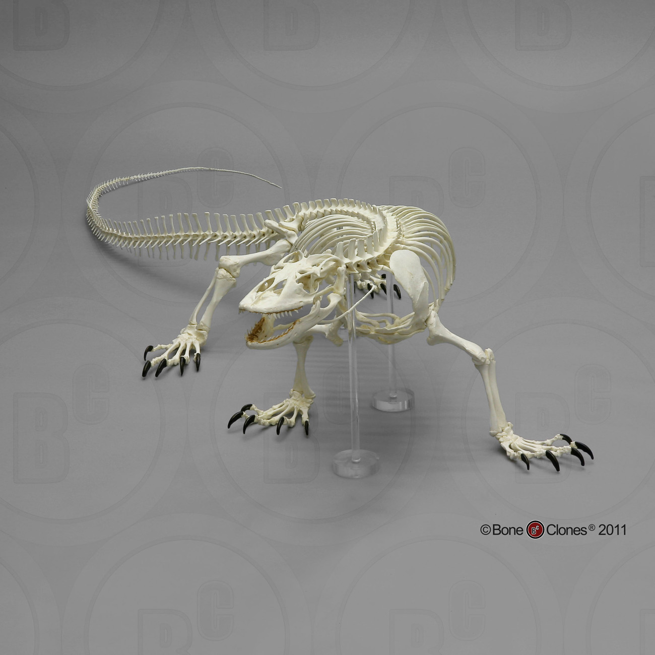 Komodo Dragon Skeleton
