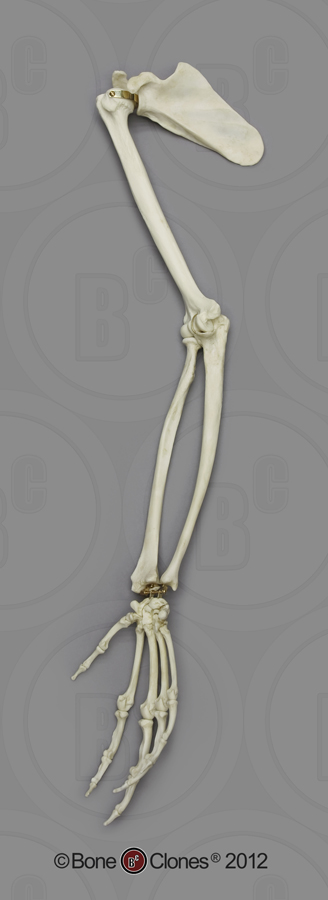 Bonobo Pelvis Assembly - Bone Clones, Inc. - Osteological Reproductions