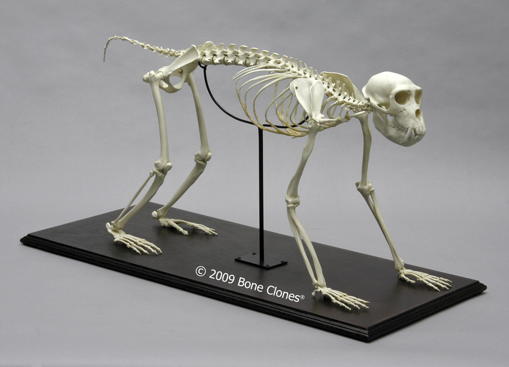 Rhesus Macaque Clavicle - Bone Clones, Inc. - Osteological Reproductions