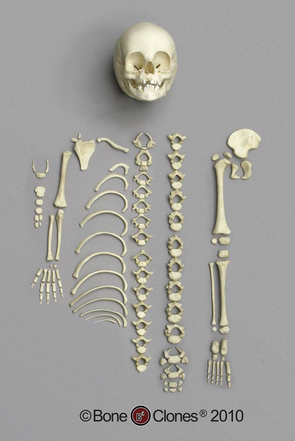 Human Child Clavicle (L or R), 14 to 16-month-old - Bone Clones, Inc ...