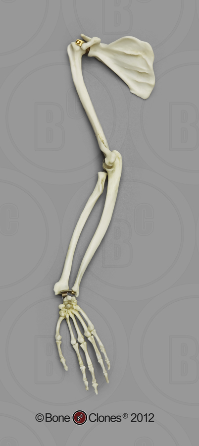 Capuchin Clavicle - Bone Clones, Inc. - Osteological Reproductions
