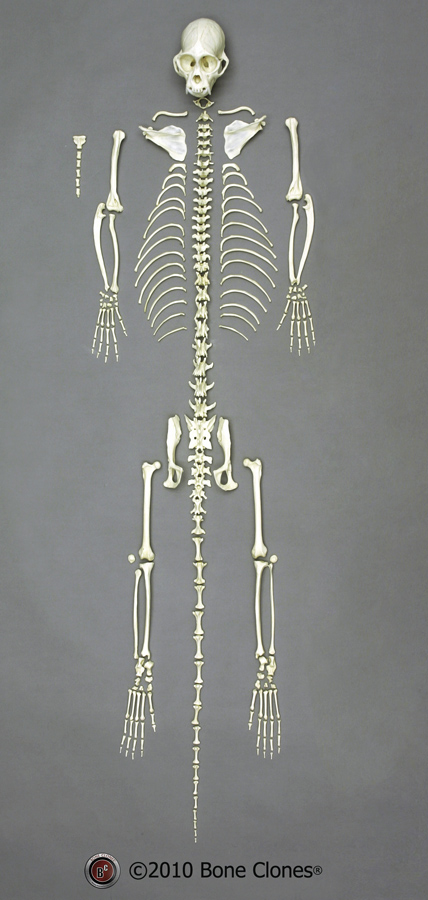 Capuchin Clavicle - Bone Clones, Inc. - Osteological Reproductions