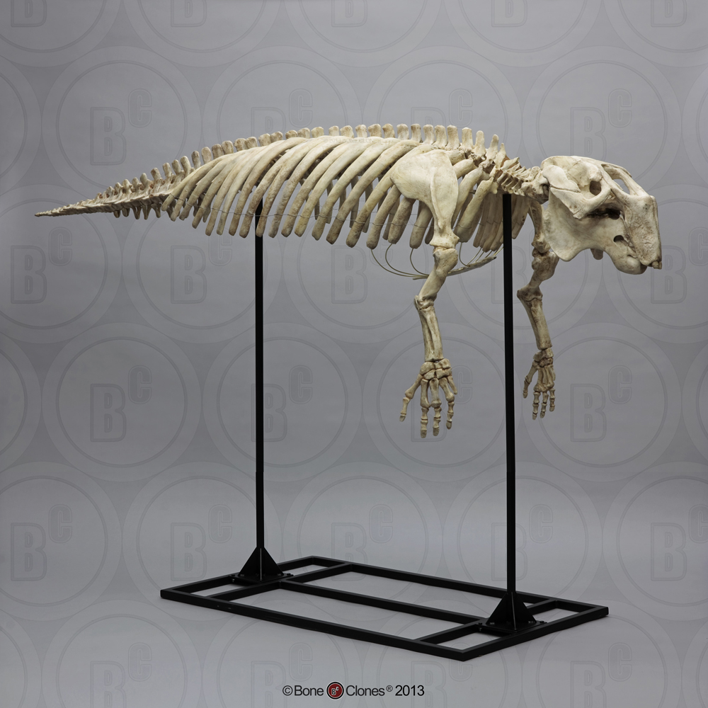 Articulated Fossil Dugong Skeleton - Bone Clones, Inc. - Osteological ...