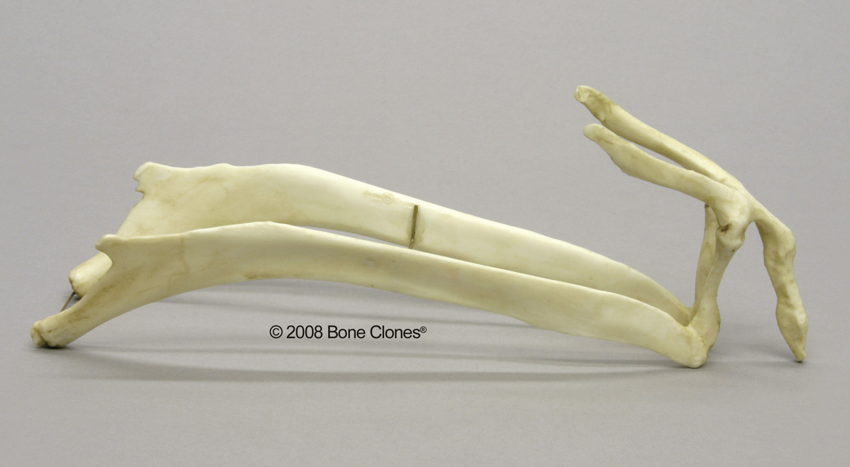 Horse Hyoid - Bone Clones, Inc. - Osteological Reproductions