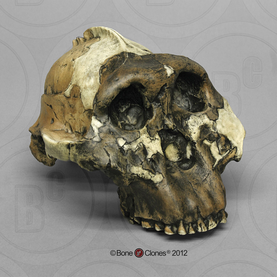 Australopithecus boisei Skull OH 5 (Zinjanthropus) - Bone Clones, Inc ...